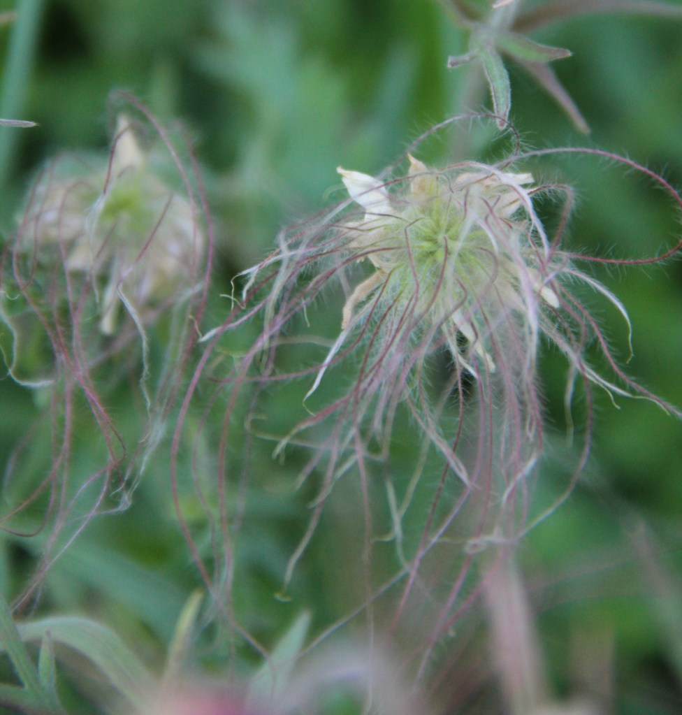 Prairie Smoke – Nature, Garden, Life