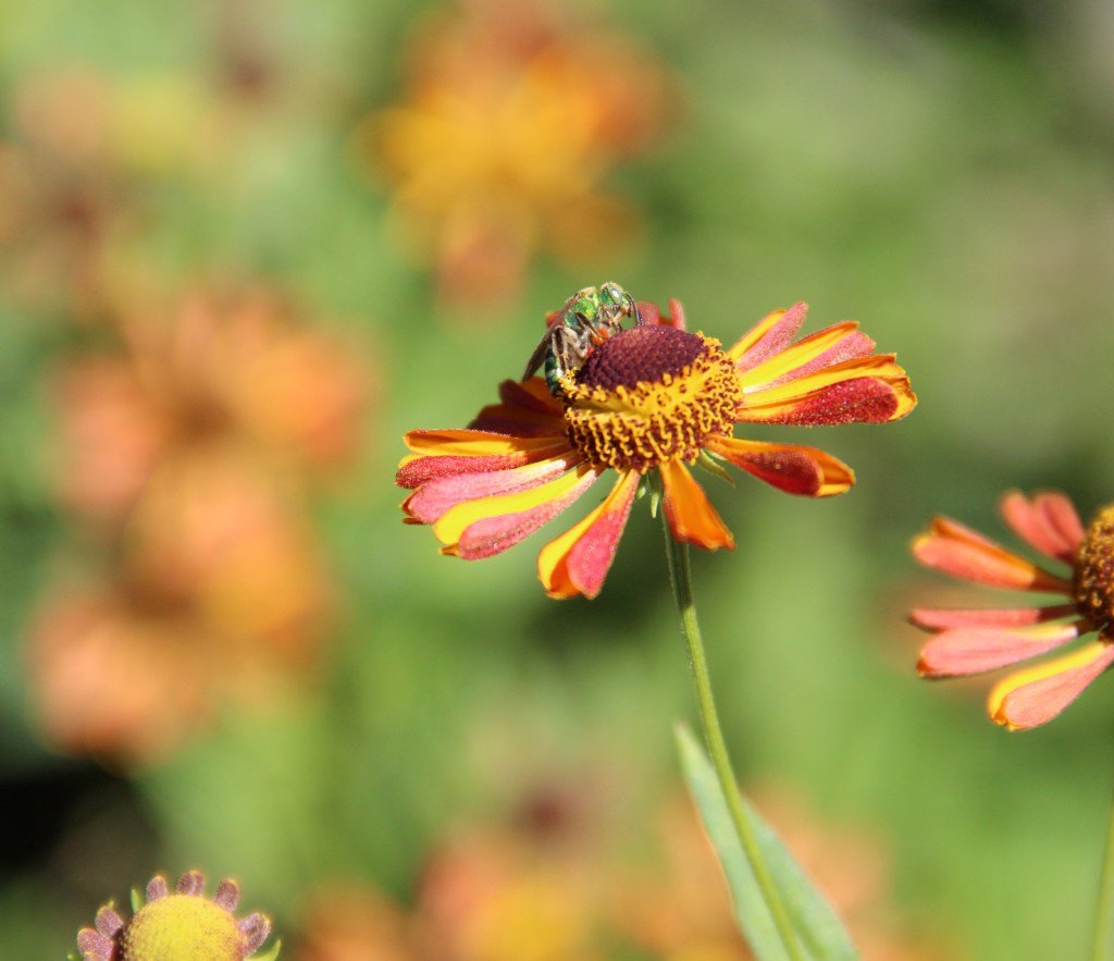 Metallic Green Bees – Nature, Garden, Life