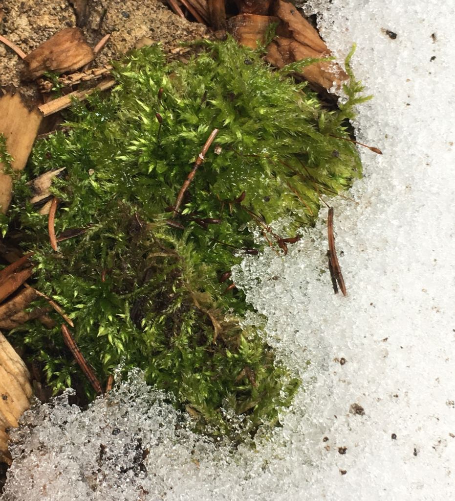 Fungi – Nature, Garden, Life