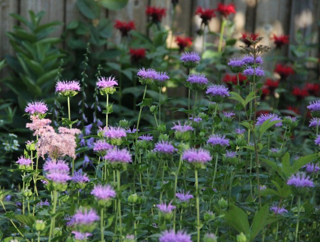 Monarda: A Balm for Bees and People – Nature, Garden, Life
