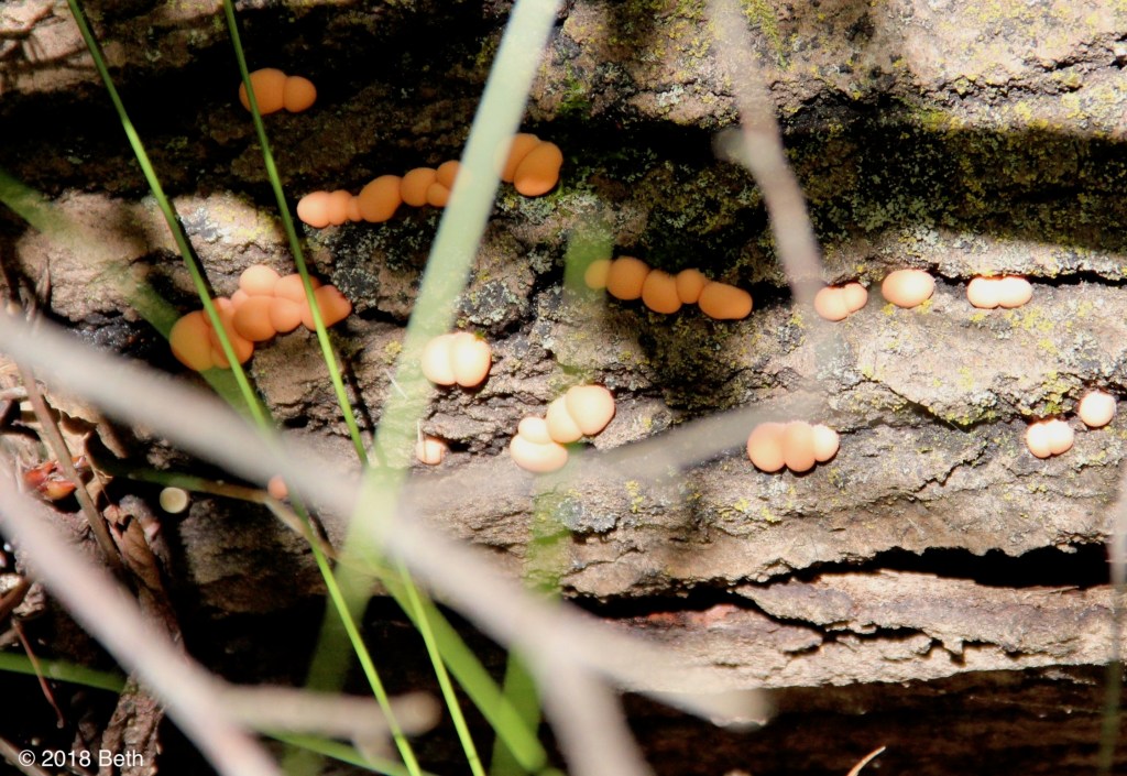 Fungi – Nature, Garden, Life