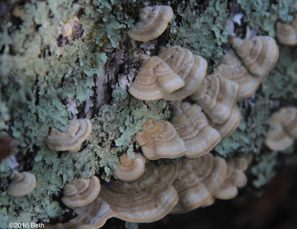 Fungi – Nature, Garden, Life