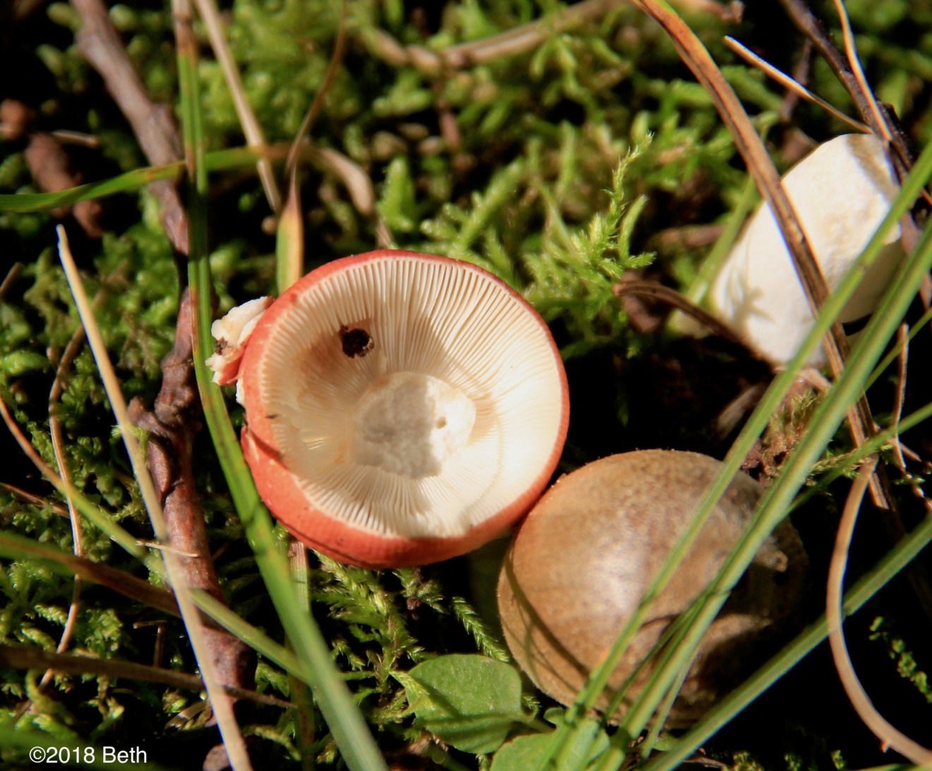 Fungi – Nature, Garden, Life