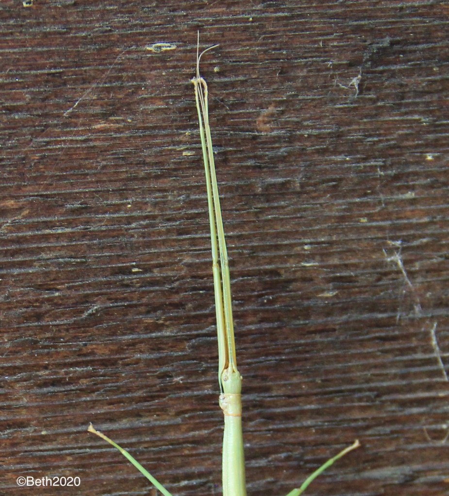 Insects – Nature, Garden, Life
