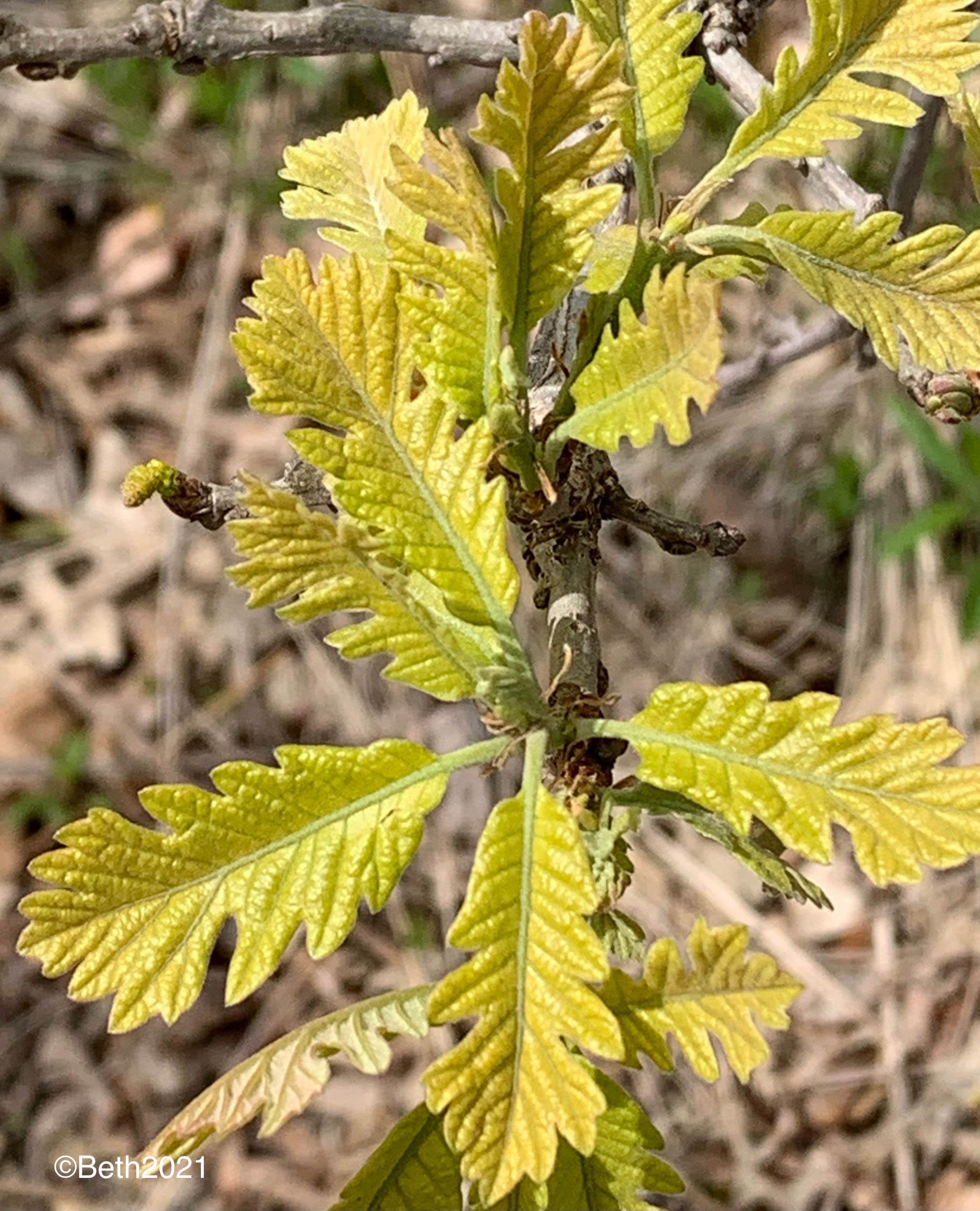 Spring Happens All Around Us – Nature, Garden, Life