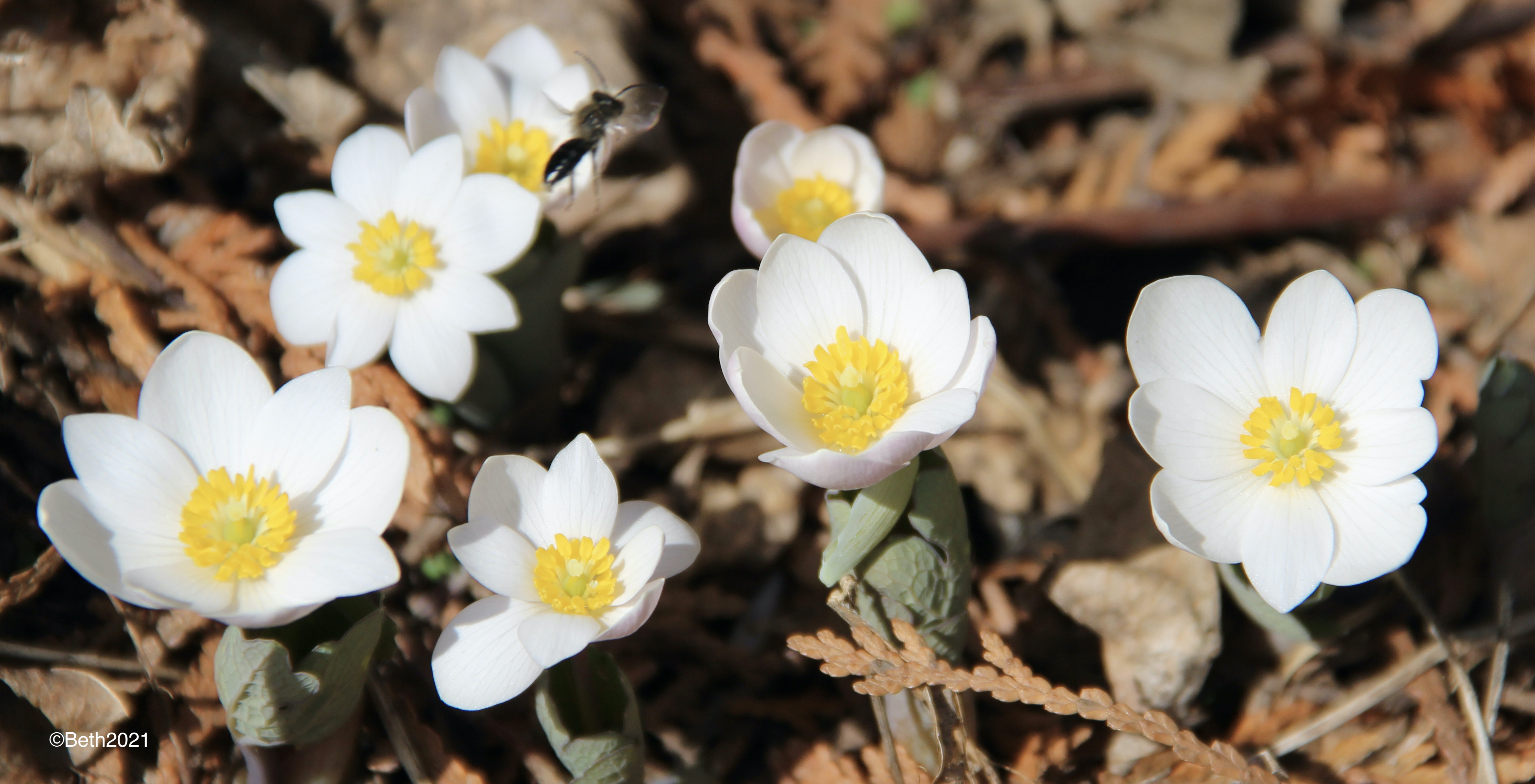 Early Spring Native Flowers: Bloodroot – Nature, Garden, Life