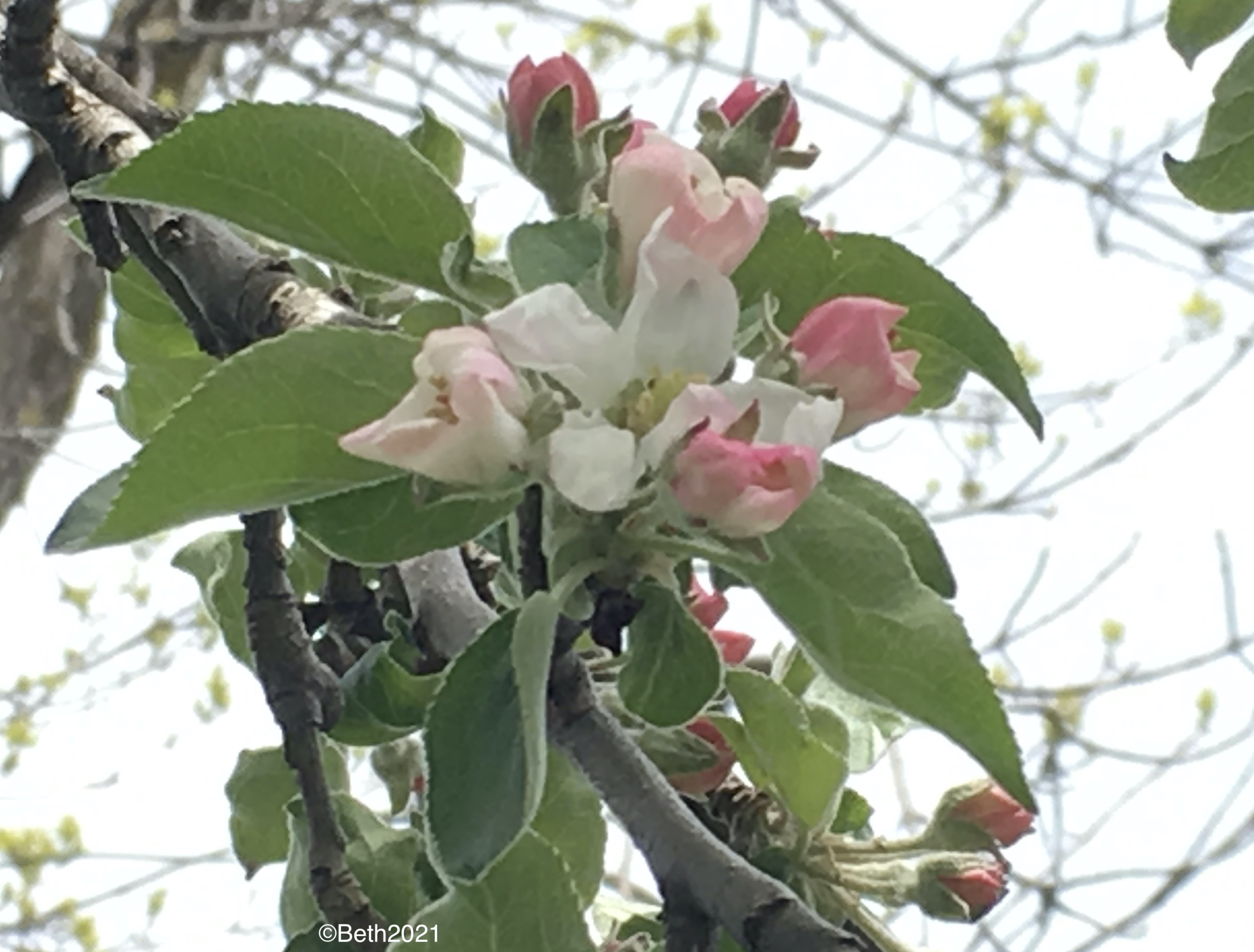 Robins and Apple Blossoms – Nature, Garden, Life