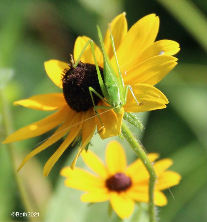 Insects – Nature, Garden, Life
