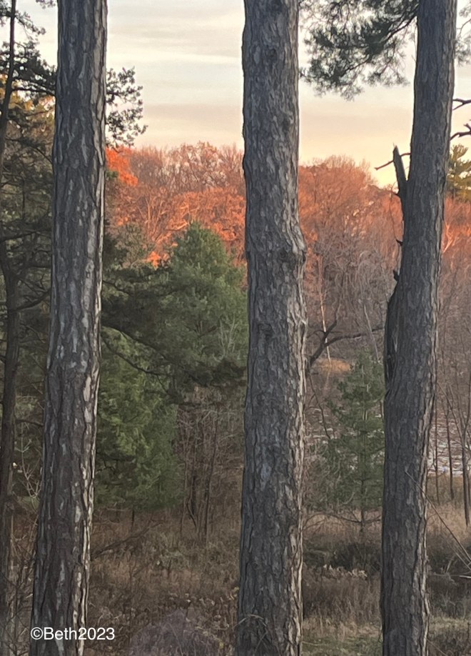 November Sunset – Nature, Garden, Life