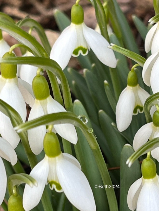 Common Snowdrops – Nature, Garden, Life